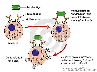 Mast Cell Degranulation Cartoon Vector | CartoonDealer.com #13078689