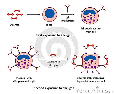 Mast Cells And Allergy Royalty Free Stock Photo - Image: 13000345