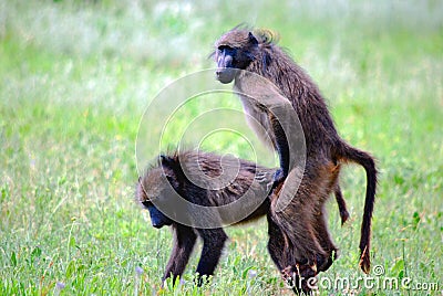 Mating Baboons Royalty Free Stock Images - Image: 7878119