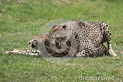 Mating Cheetahs Stock Photos - Image: 19960263