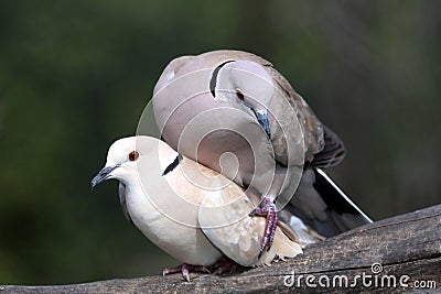 Mating Dove Birds Stock Photos - Image: 11027783