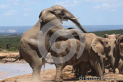 Mating Elephants. Royalty Free Stock Photo - Image: 5148415
