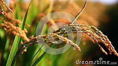 Mature Rice Farm in the Country, Rice Swaying in the Wind Stock Video ...