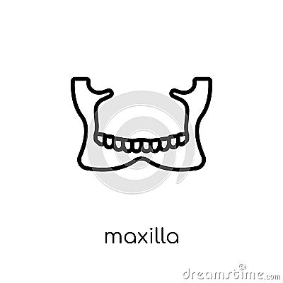 Maxilla Icon. Trendy Modern Flat Linear Vector Maxilla Icon On W ...