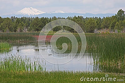High Desert Oases: Mayfield and Reynolds Ponds - Dreamstime