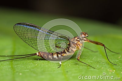 Mayfly On The Green Leaf Stock Photography - Image: 7865042