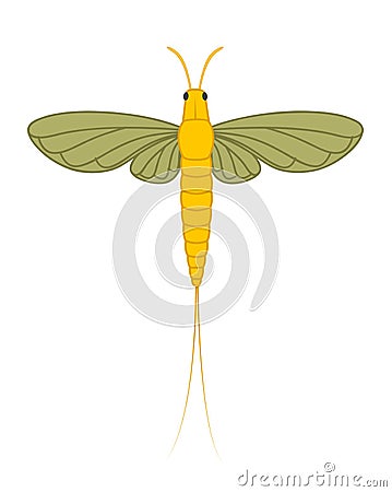 Mayfly Insect Prohibited Sign Stock Vector - Illustration of ...