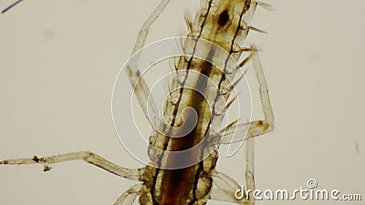 Mayfly Nymph, Dorsal View Under the Microscope in 4k Stock Footage ...