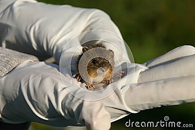 Meadow Jumping Mouse Stock Photo - Image: 1279180