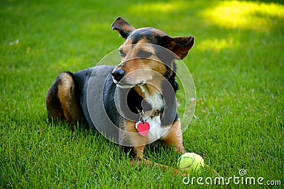 Meagle-Min-Pin Beagle Mixed Breed Dog - Stock Image - Everypixel