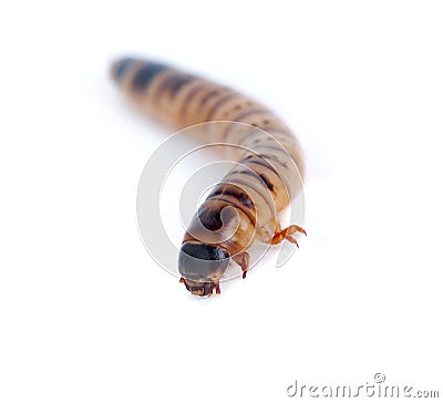 Mealworm Royalty Free Stock Image - Image: 18933736