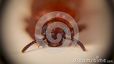 Mealworm Under the Microscope, Adult. Beetle Face. Superworm Insects ...