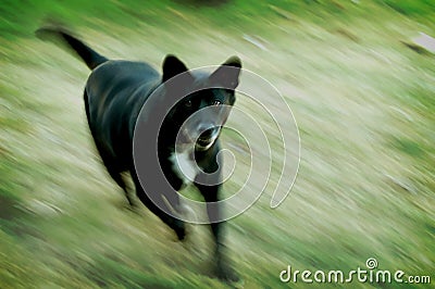 Mean Dog Royalty Free Stock Photos - Image: 46448