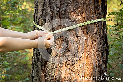 Measuring The Circumference Of A Tree With A Meter. The Concept Of ...