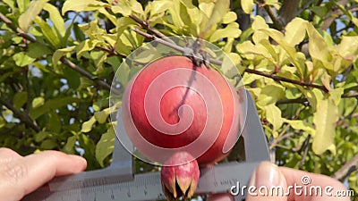 Measuring Pomegranates Diameter Stock Video Footage - Video of food ...