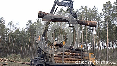 The Mechanical Arm of a Specialized Bark Removing Machine Strips the ...