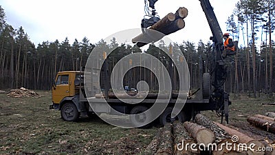 The Mechanical Arm of a Specialized Bark Removing Machine Strips the ...
