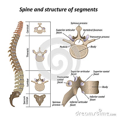 Medical Diagram Of A Human Spine With The Name And Description Of All ...