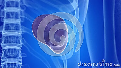 The human spleen stock footage. Video of biology, science - 140273682