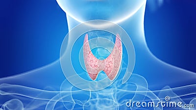The thyroid gland stock video. Video of graphic, hypothyroidism - 140230247