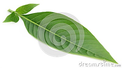 Medicinal Basak Leaf Royalty Free Stock Image - Image: 34697486