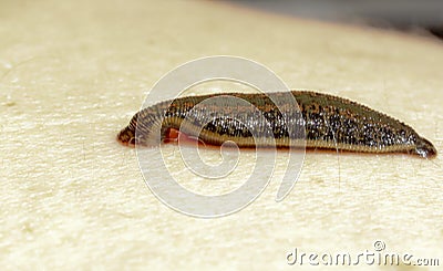 Medicinal Leech Royalty Free Stock Photo - Image: 36420125