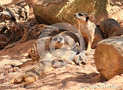 Meerkat family stock photo. Image of guard, mammal, outdoor - 31401430