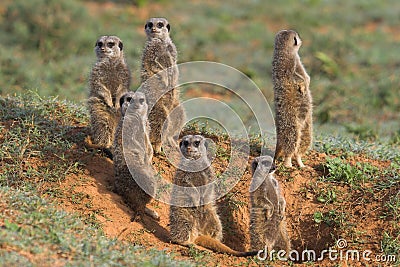 Meerkat family stock photo. Image of guard, mammal, outdoor - 31401430