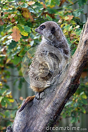 Meerkat In Tree. Royalty-Free Stock Photography | CartoonDealer.com ...