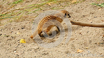 Meerkats Digging in the Sand Stock Video - Video of digging, suricate ...