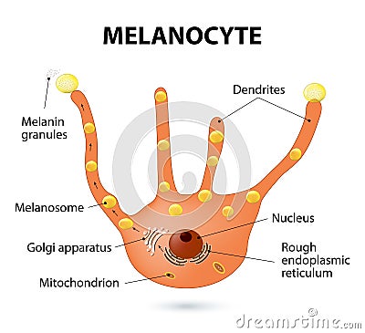 Melanocyte Illustration de Vecteur - Image: 54608996