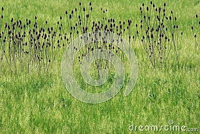 Melody Of The Spring Royalty-Free Stock Photo | CartoonDealer.com #3252567