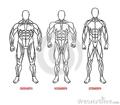 Men Body Types Diagram With Three Somatotypes Vector | CartoonDealer ...
