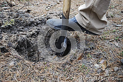 Men's Foot On A Shovel, Dig A Hole. Stock Photo - Image: 70055943