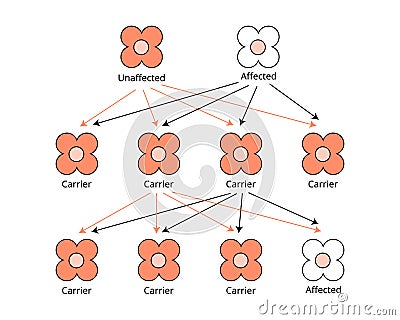 Mendelian Genetics, The Three Possible Genetic Conditions For A Trait ...