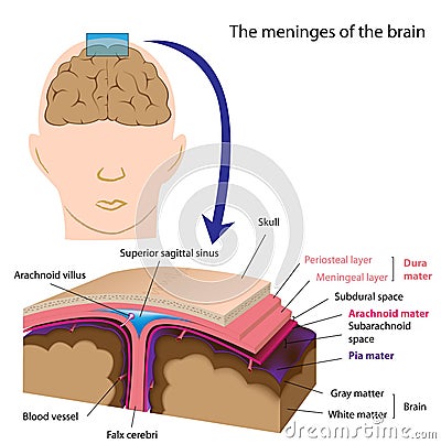 Meninges Of The Brain Stock Images - Image: 19885574