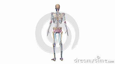 Menselijk Skelet Met Ligamenten En Aders Stock Video - Video of ...
