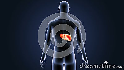 Menselijke Lever Met Lichaam Stock Footage - Video of klier ...