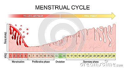 Menstrual Cycle. Changes In The Endometrium During The Menstrual Cycle ...