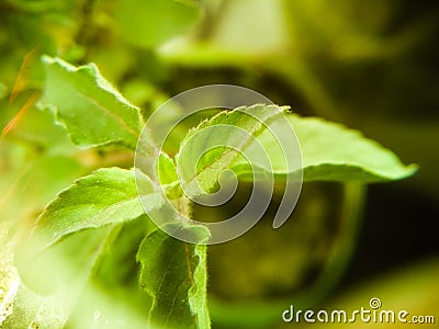 Menta Leaf Stock Image | CartoonDealer.com #87927739