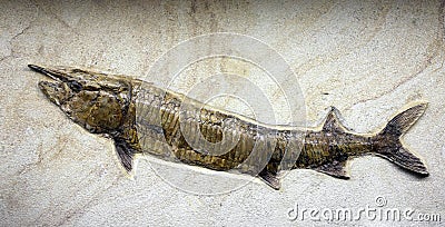 Ancient Mesozoic Age Fossil Fish in the Rock Stock Photo - Image of ...