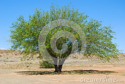 Green Mesquite Tree Leaves with Sky Stock Photo - Image of detail ...