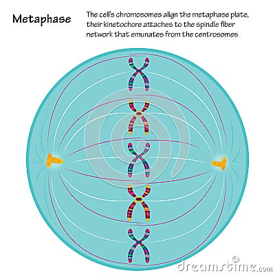 Metaphase Stage Of Mitosis Vector Illustration | CartoonDealer.com ...