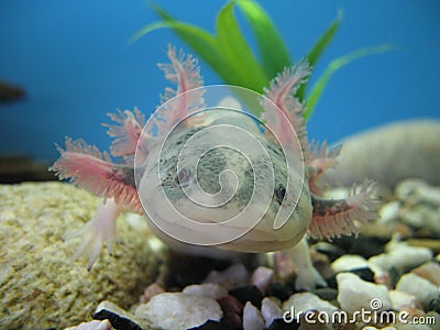 The Mexican Axolotl Royalty Free Stock Photography - Image: 11812437