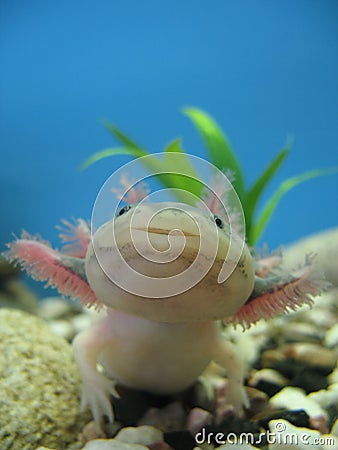 The Mexican Axolotl Royalty Free Stock Photos - Image: 4937538