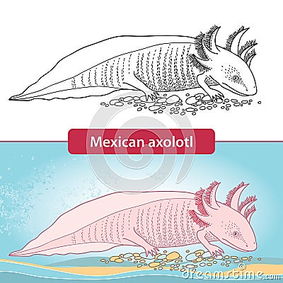 Mexican Axolotl Before Transformation. Ambystoma Mexicanum. Cartoon ...