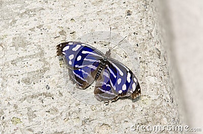 Mexican Bluewing Myscelia Ethusa, Blue Stripped Butterfly Stock ...