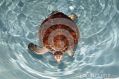 Mexican Turtle Stock Photography | CartoonDealer.com #1683812