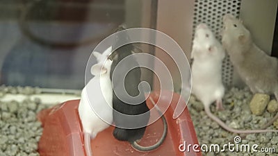 Mice in cage stock footage. Video of moving, busy, cage - 42605320