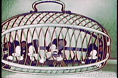 Mice fighting in a cage stock footage. Video of people - 52816368
